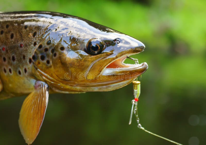 De Forel Van De Regenboog Op Een Haak Stock Afbeelding - Image of ...