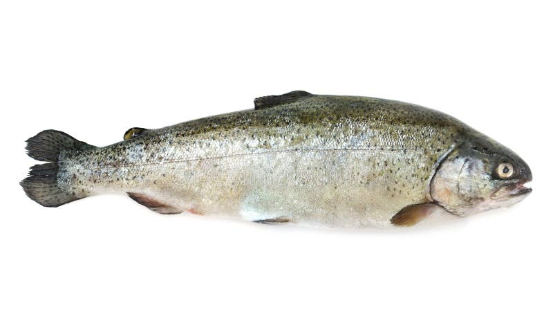 Forel stock afbeelding. Image of schalen, voedsel, geïsoleerd - 6935011