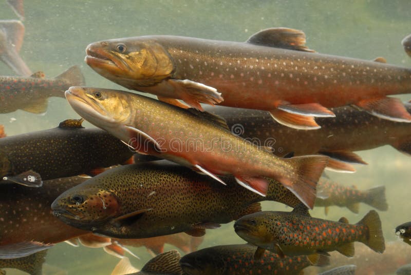 Forel stock afbeelding. Image of vissen, mond, scherp - 7979125