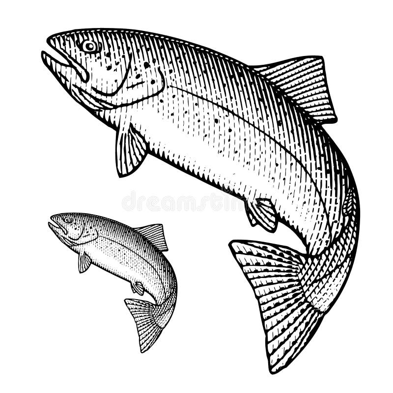 Rivier- En Meerforellen. Zalm En Regenboogforel, Tonijn En Haring ...