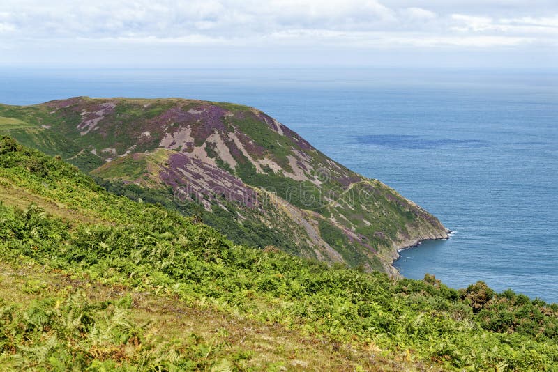 The Foreland stock photo. Image of england, bracken - 231206234