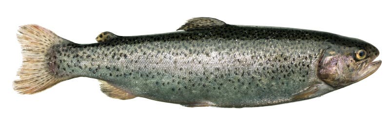 Forell arkivfoto. Bild av baird, fiske, fiskare, forell - 14384020