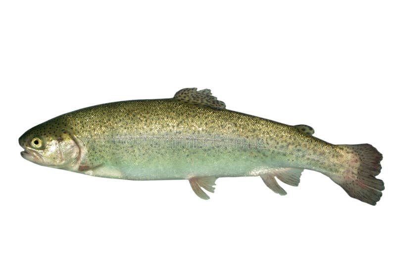 Vid liv forell arkivfoto. Bild av svan, banta, sallad - 16063662