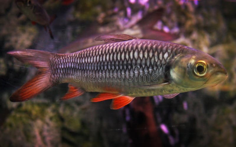 Forell fotografering för bildbyråer. Bild av hummer, natur - 6887211