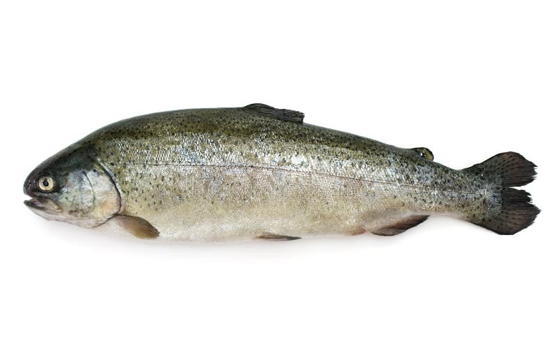 Forell fotografering för bildbyråer. Bild av skaldjur - 6934893