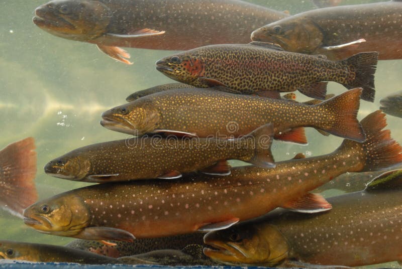 Forell arkivfoto. Bild av banta, lunch, marknad, lukt - 33594428