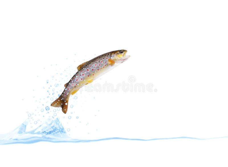 242 Springende Forelle Fotos - Kostenlose und Royalty-Free Stock-Fotos ...