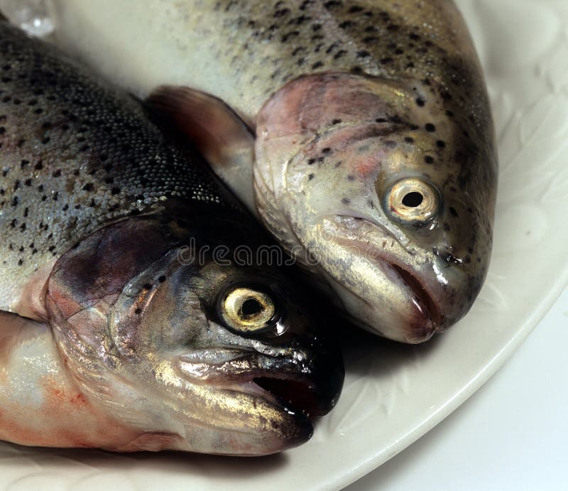 Forelle auf einer Platte. stockfoto. Bild von forelle, punkt - 248192