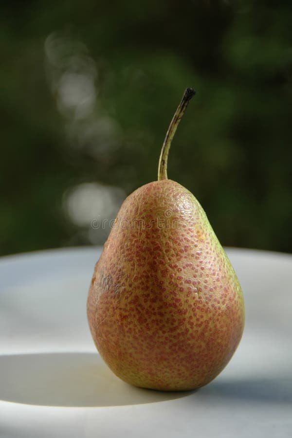 Forelle pear stock photo. Image of solitary, organic - 46689208