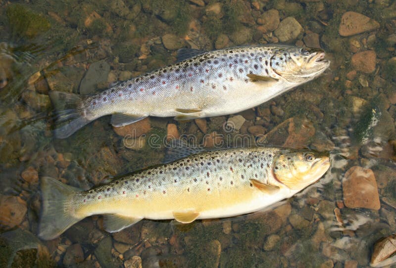 Forellen stockbild. Bild von frühling, forelle, zwei, frischwasser ...