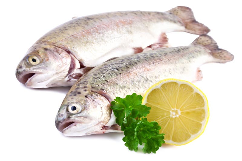 Forelvissen stock afbeelding. Image of voeding, achtergrond - 36952499