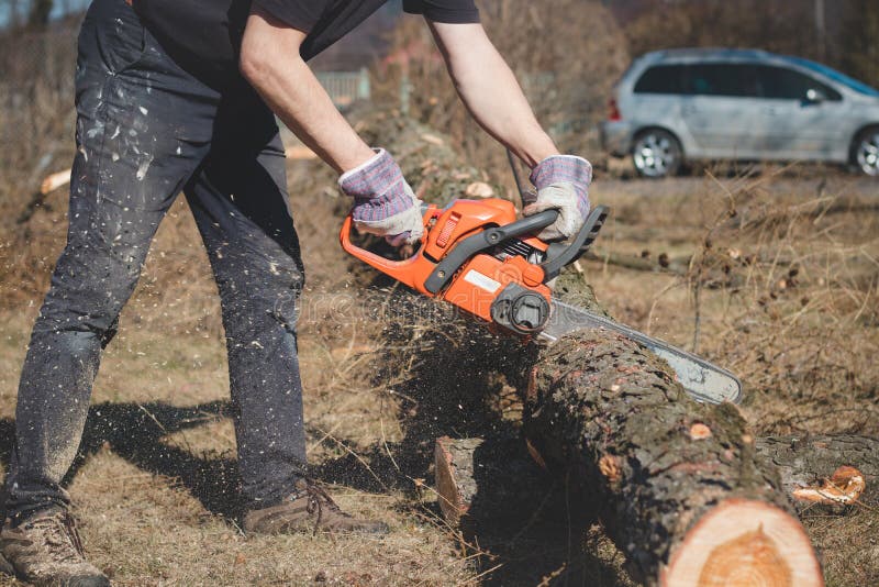 Foreman in Work Clothes Cuts a Dry Tree with a Chainsaw for Later ...