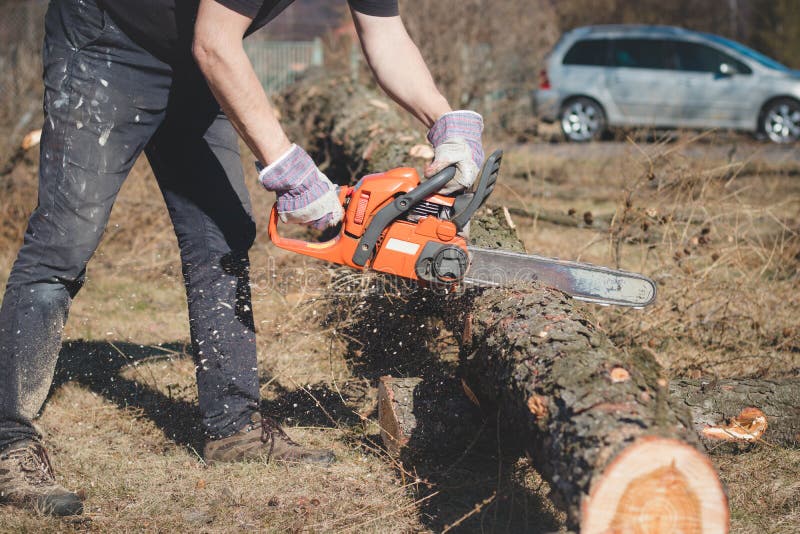 Foreman in Work Clothes Cuts a Dry Tree with a Chainsaw for Later ...