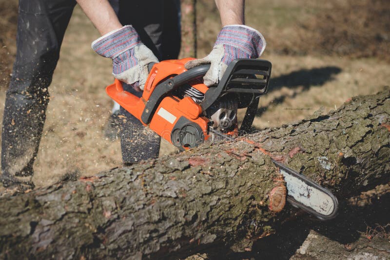 Foreman in Work Clothes Cuts a Dry Tree with a Chainsaw for Later ...