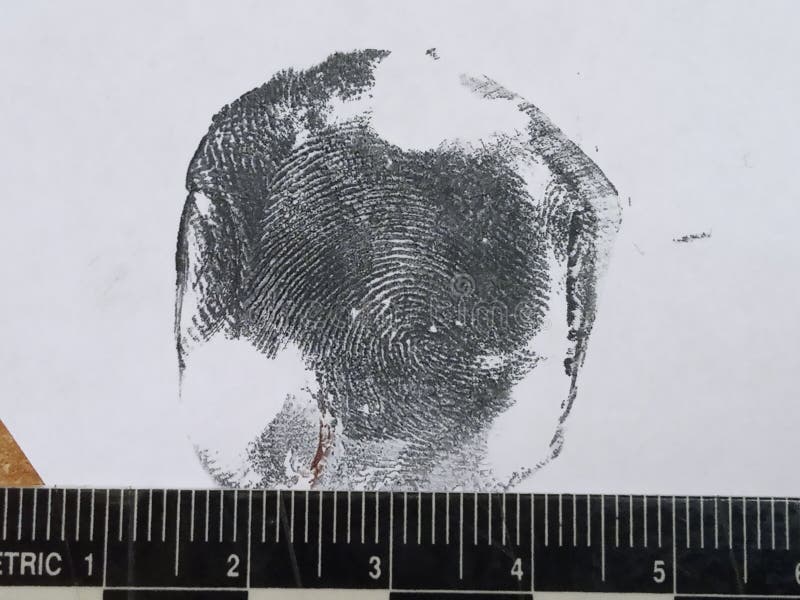 Forensic Examination of Fingerprints in the Laboratory Stock Photo ...