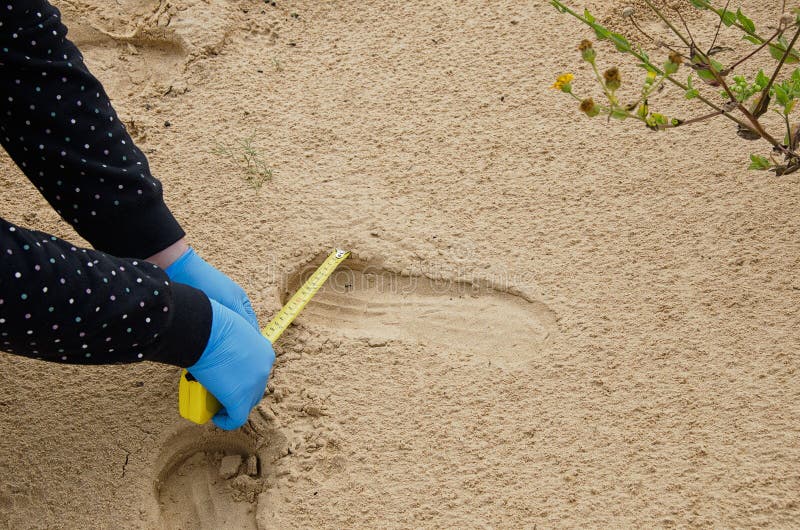 Forensic Expert is Measuring the Shoe Print Width Stock Photo - Image ...