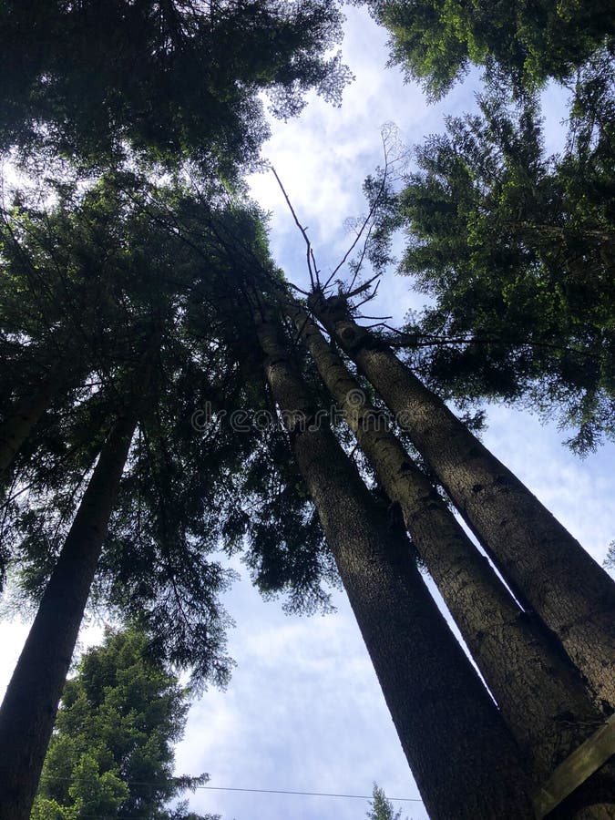 Foresst Top View Trees Landscape 1 Stock Photo - Image of high, summer ...