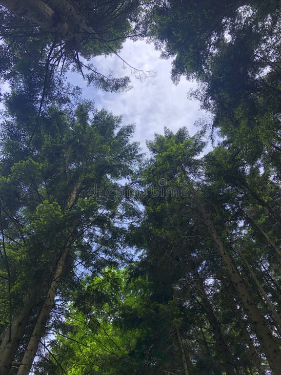 Foresst Top View Trees Landscape 3 Stock Image - Image of high, nature ...