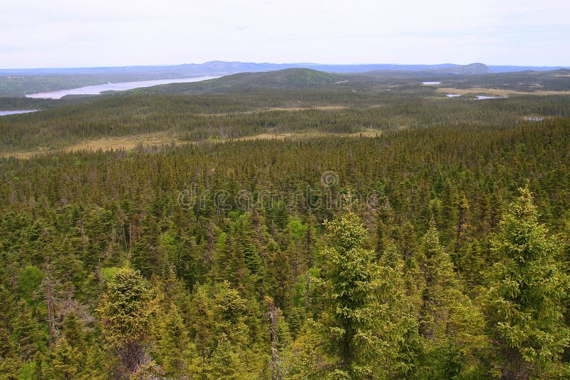 Forest stock image. Image of trees, forests, terra, newfoundland - 11557337