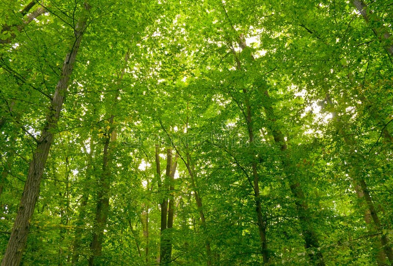 Densely Wooded Forest of New Growth Trees Stock Photo - Image of ...