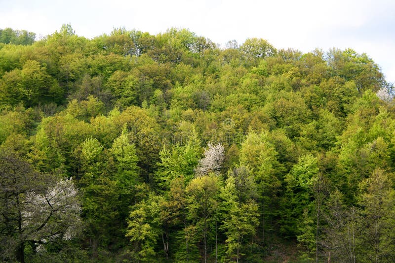 Forest stock photo. Image of detail, spring, tree, forest - 13189568