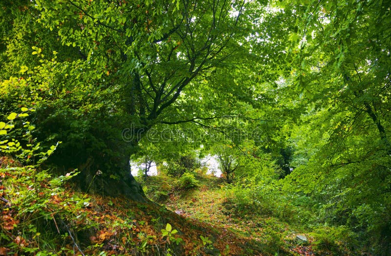 Forest stock photo. Image of beech, woods, thicket, fall - 14550526