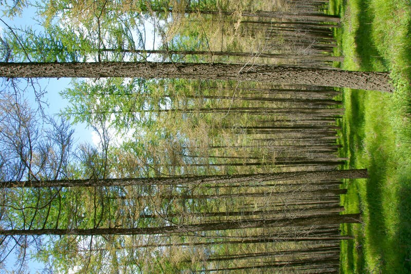 Forest stock photo. Image of green, tree, shanxi, shadow - 14887652