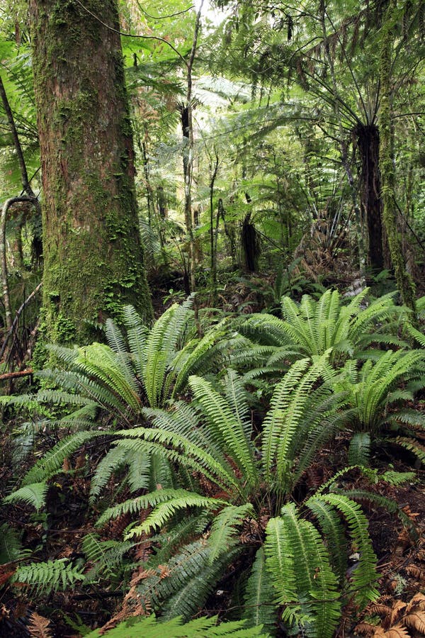 Rare Byfield Fern Growing in Byfield State Forest Stock Image - Image ...