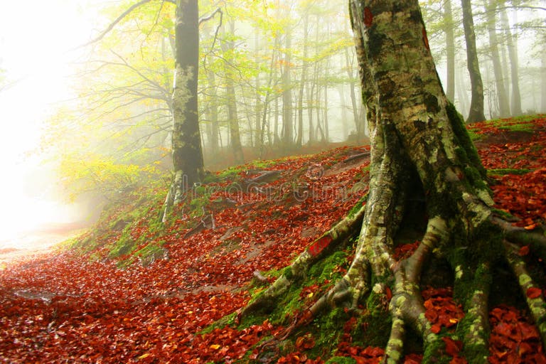 Forest stock photo. Image of root, leaf, landscape, autumn - 1675140