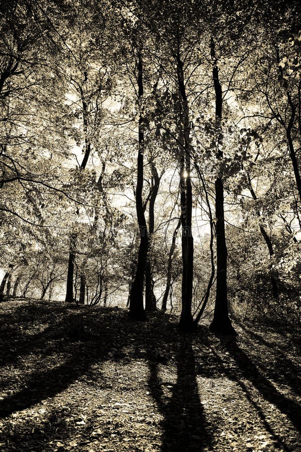 Forest stock photo. Image of tree, remote, nature, shadows - 1747074