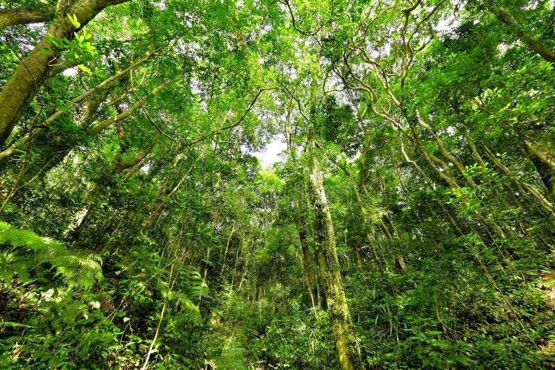 Jungle vines complexity stock image. Image of natural - 15447115