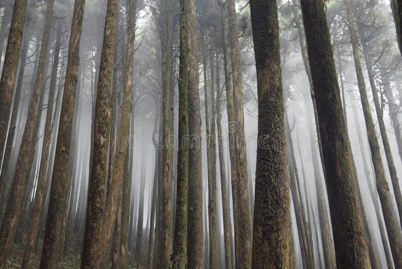 Mist in a Forest stock photo. Image of morning, silhouette - 19642164