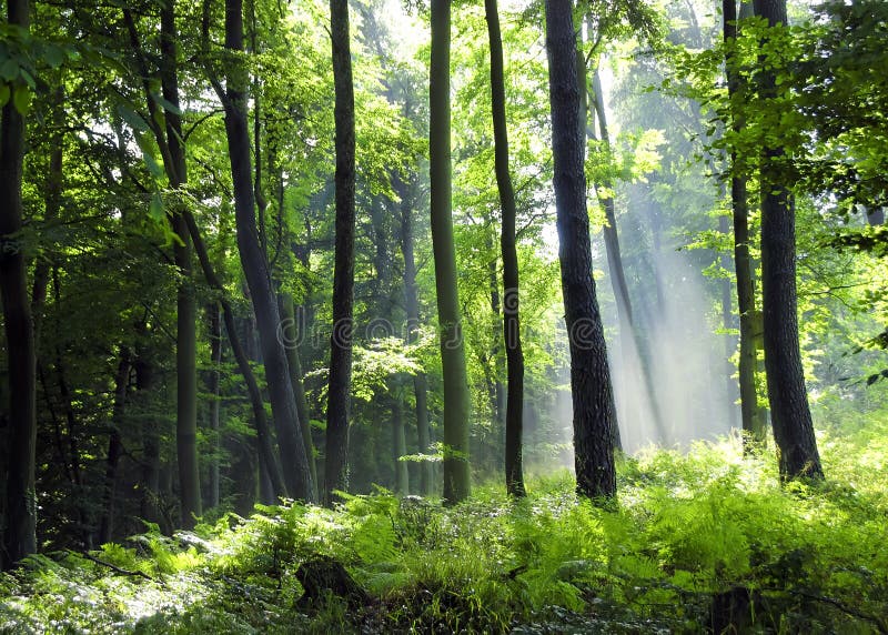 Forest stock image. Image of tree, serenity, trunk, nature - 20436131