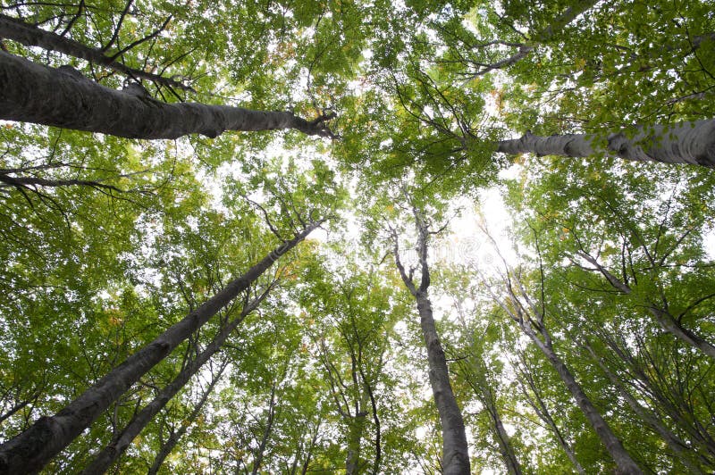 Eucalyptus Trees stock photo. Image of hills, beauty - 23303650
