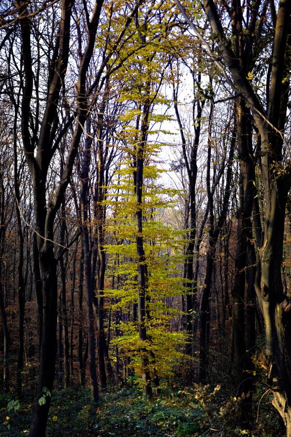 Forest stock image. Image of lonely, botany, pulp, ecology - 23068623