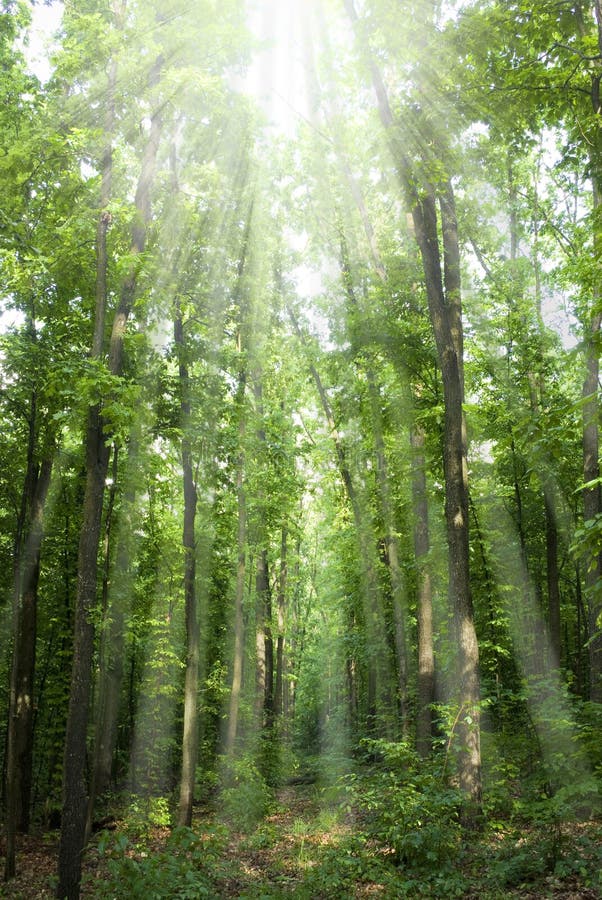 View through Tree Canopy with Bird Soaring Stock Photo - Image of ...