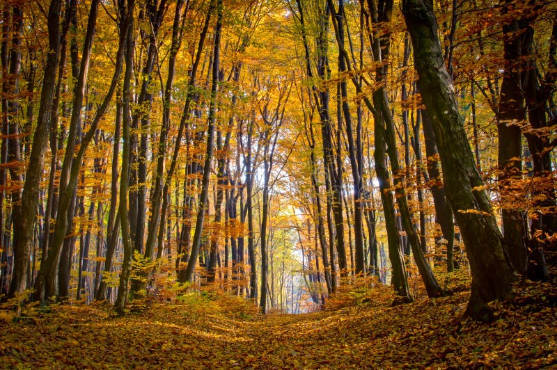 Forest stock image. Image of pines, park, summer, foliage - 24545099