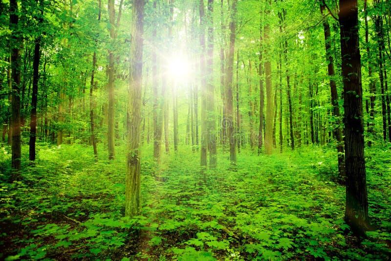 Forest path in mist stock image. Image of tree, leaves - 14791663