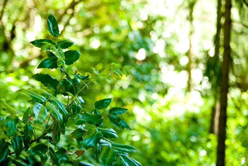 Forest stock image. Image of bush, sunlight, leaves, plant - 27103293