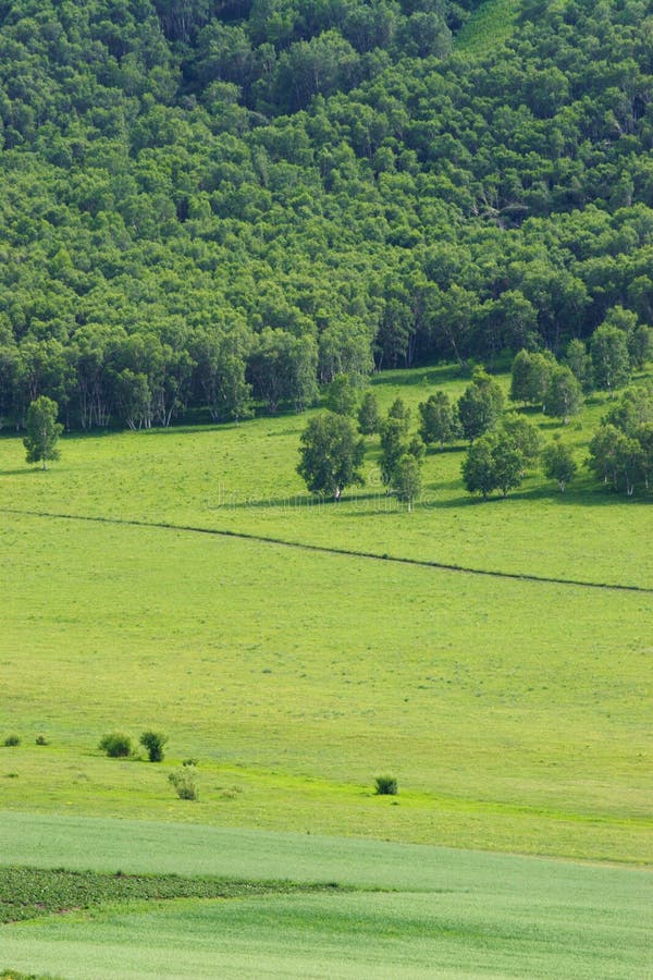 Forest in Quebec stock photo. Image of plants, plant, nature - 1601508