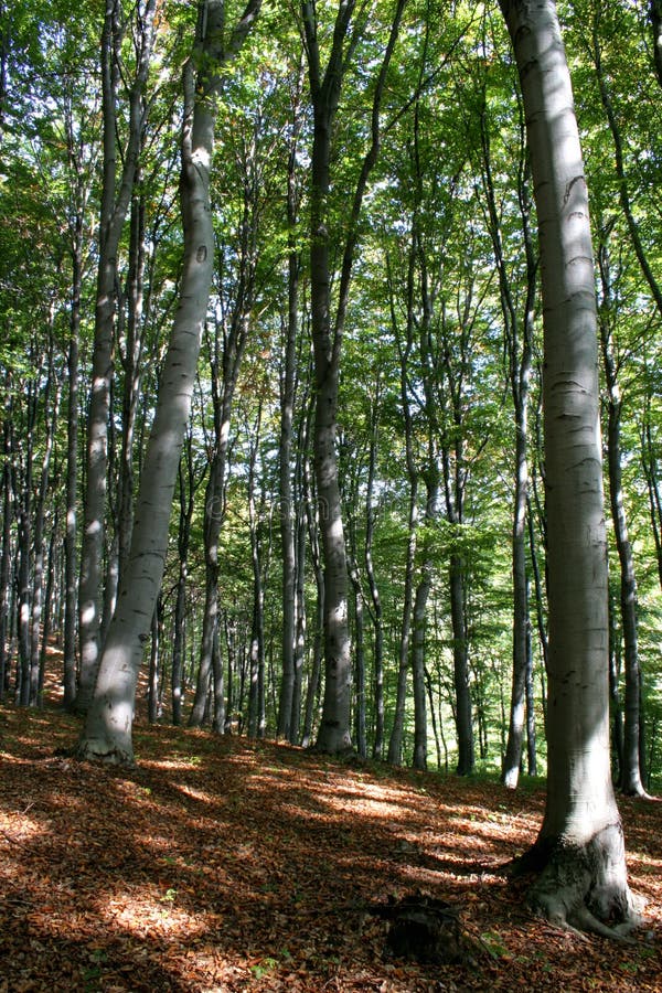 Race horse stock image. Image of reins, race, outside - 5370681