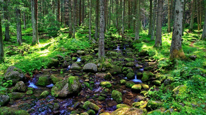 Forest stock image. Image of slovakia, mountain, river - 27564369