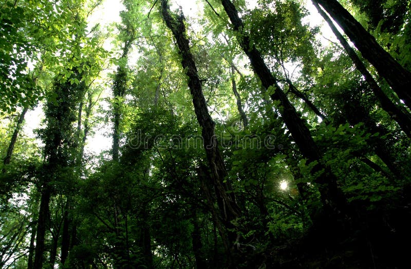 Forest stock image. Image of dark, timber, jungle, thicket - 277103