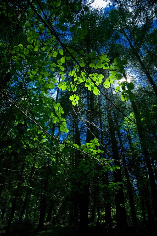 Shady forest stock photo. Image of shadow, green, woods - 2778452