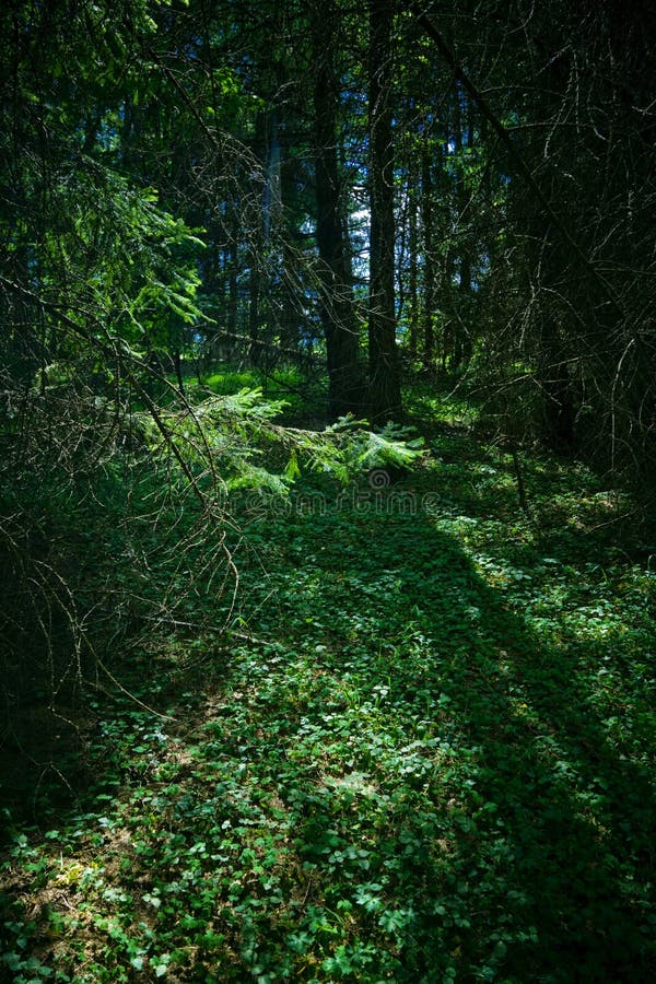 Forest stock photo. Image of summer, cool, forest, shady - 2778524