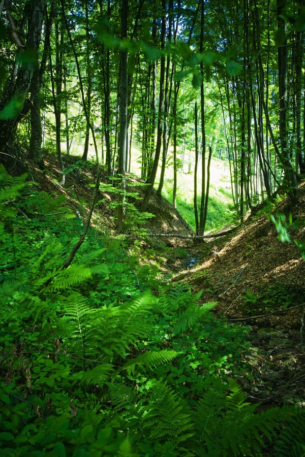 Shady forest stock photo. Image of shadow, green, woods - 2778452