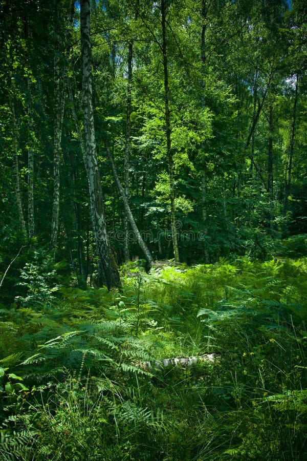 Shady forest stock photo. Image of shadow, green, woods - 2778452
