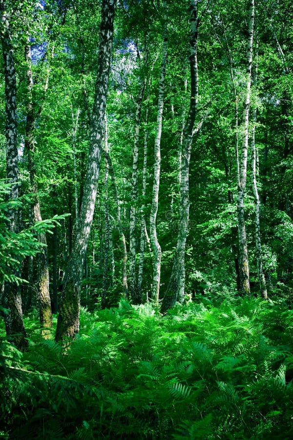 Shady forest stock photo. Image of shadow, green, woods - 2778452