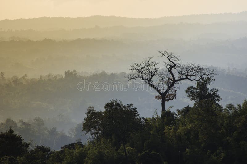 Forest stock image. Image of trees, bago, yoma, foggy - 28148393