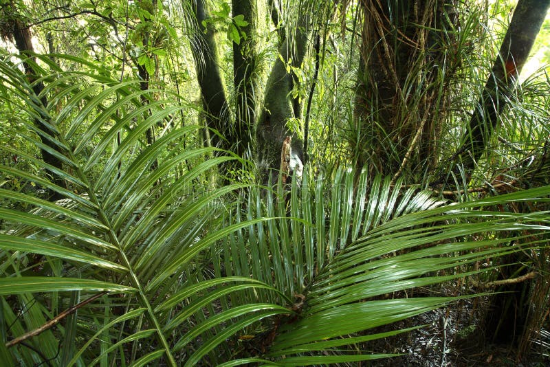 Forest stock image. Image of humid, natural, flora, color - 2848953